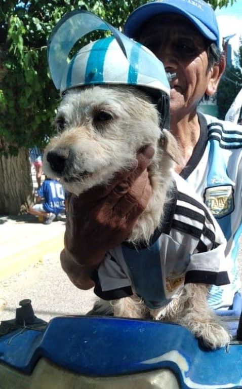 El dueño de Chelo está vendiendo cascos de mascotas ¿Cómo colaborar? | ANR