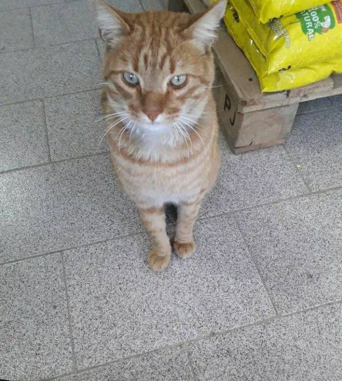 La historia de Polo, el gato que lloró cuando murió su dueño | ANR